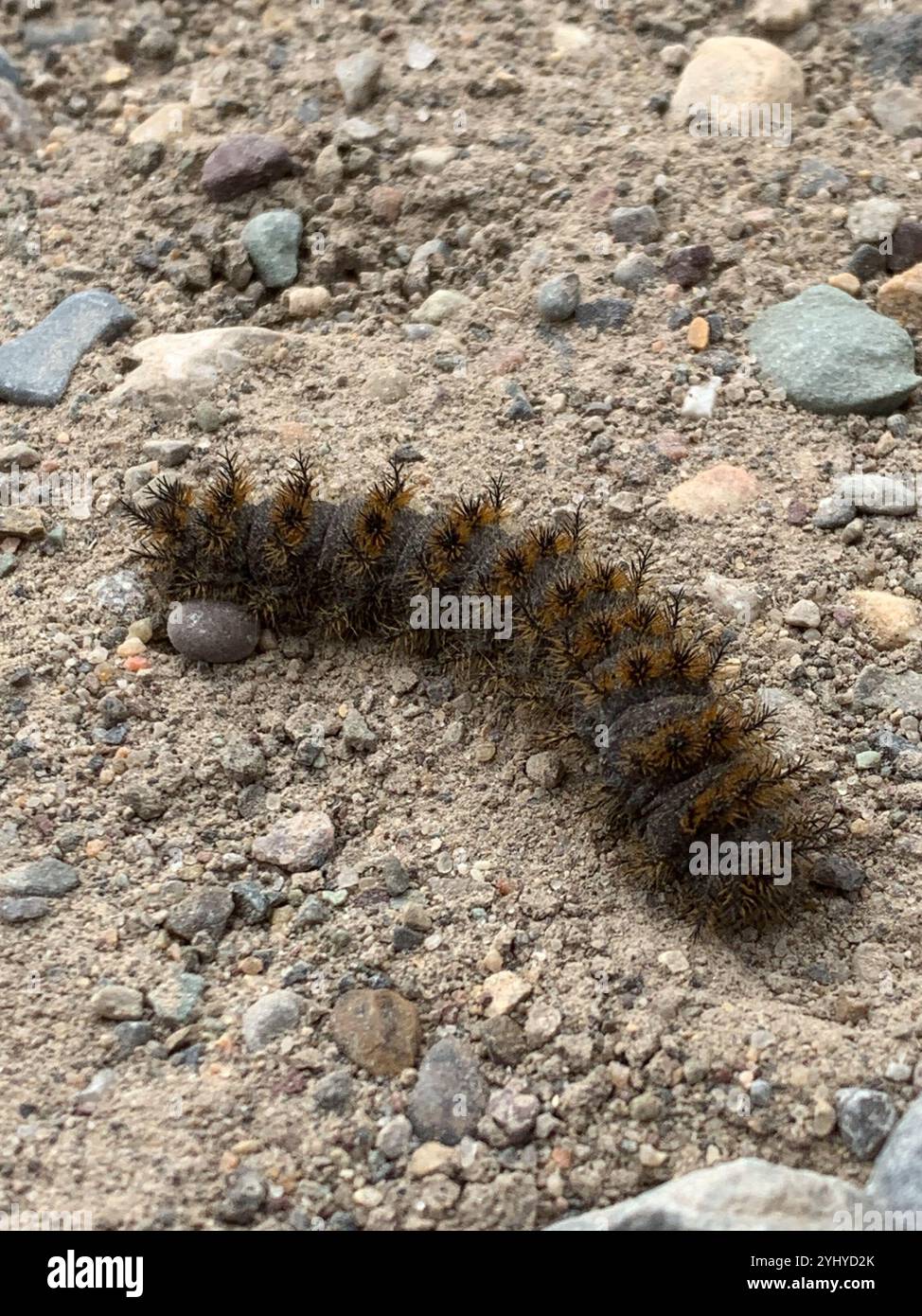 Western Sheep Moth (Hemileuca eglanterina Stock Photo - Alamy