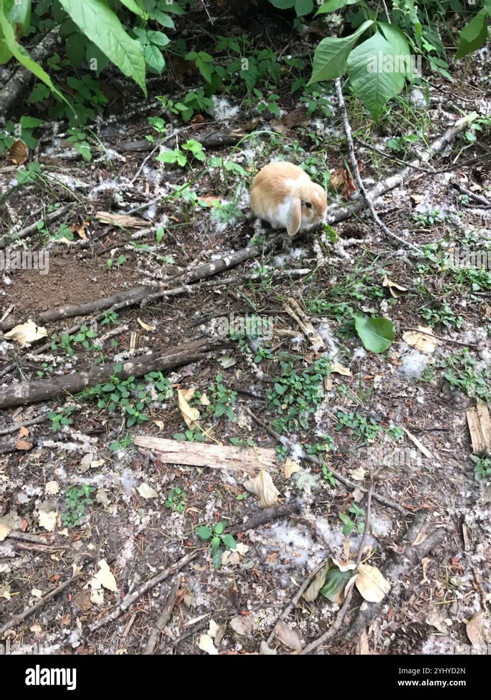 Domestic Rabbit (Oryctolagus cuniculus domesticus Stock Photo - Alamy