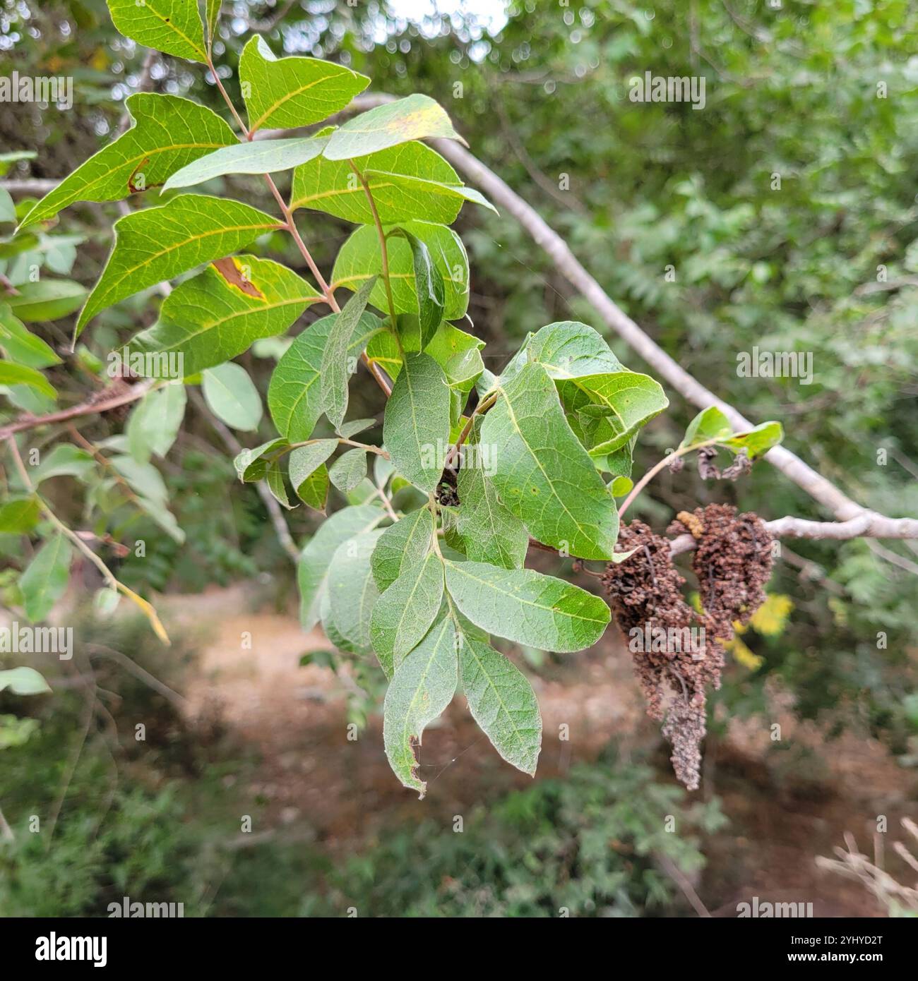 Turpentine pistacia hi-res stock photography and images - Alamy
