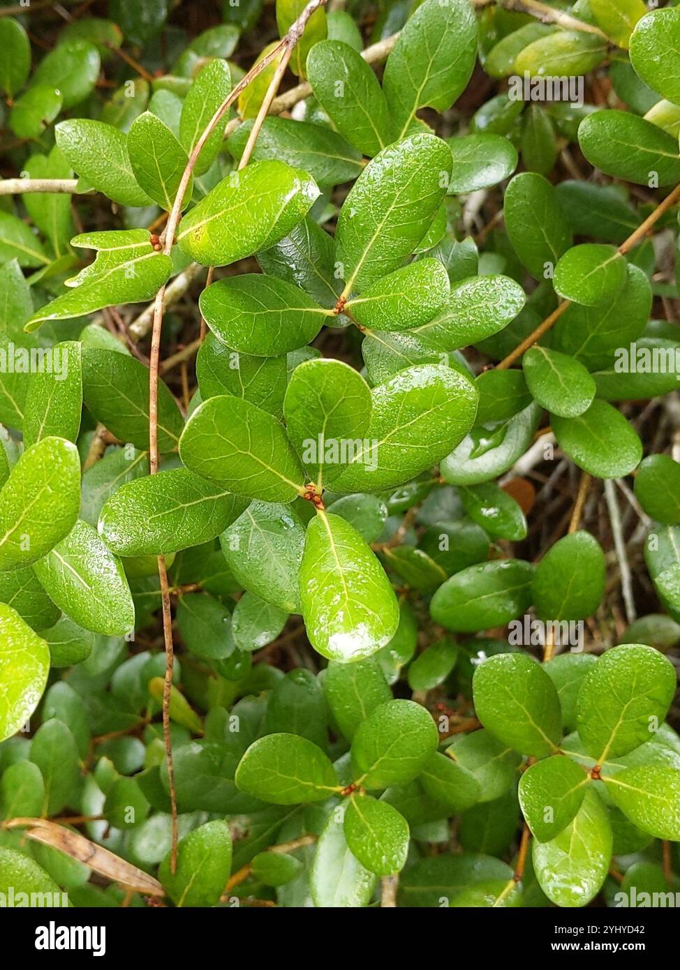 Myrtle Oak (Quercus myrtifolia Stock Photo - Alamy