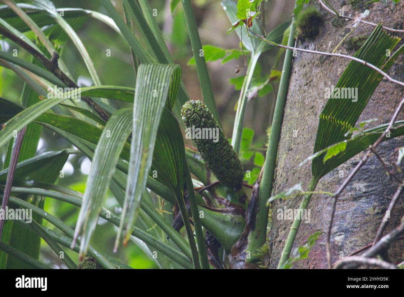 Family cyclanthaceae hi-res stock photography and images - Alamy