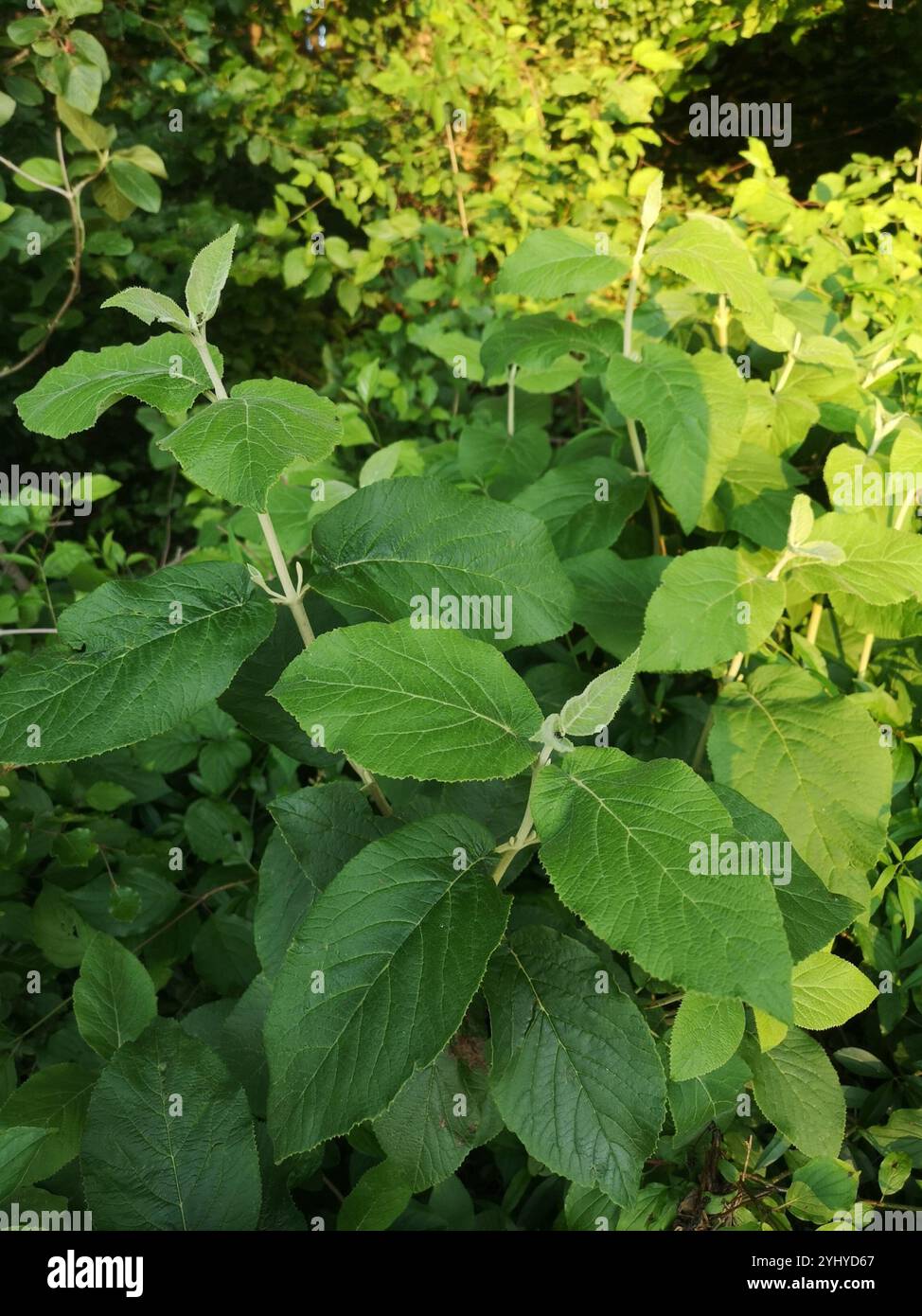 Wayfaring-tree (Viburnum lantana Stock Photo - Alamy