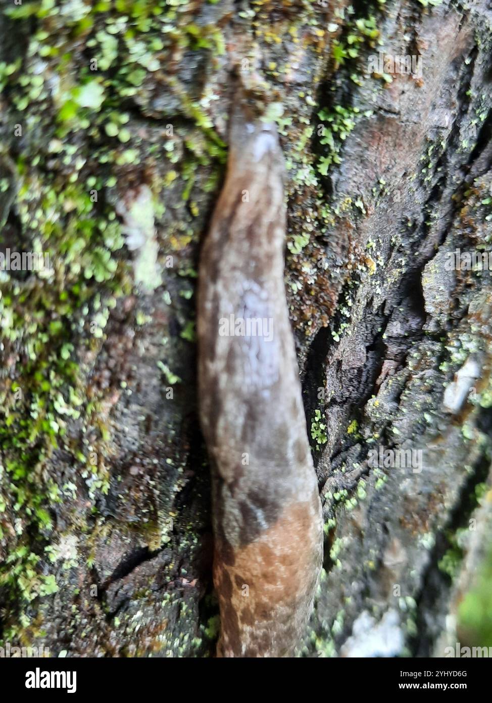 Megapallifera hi-res stock photography and images - Alamy