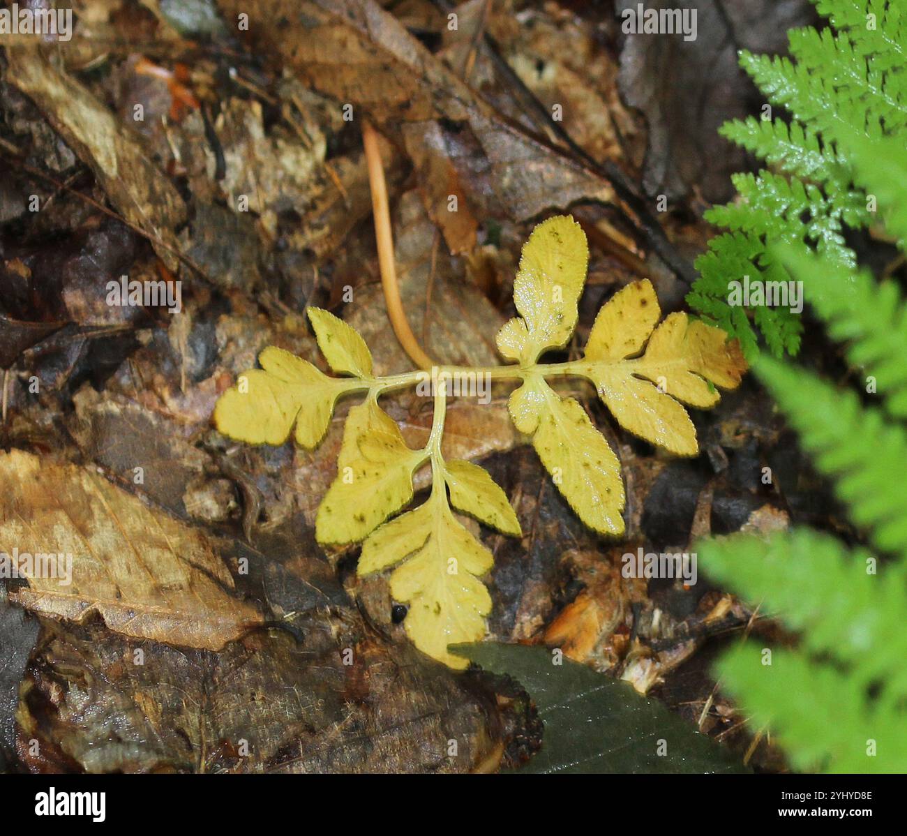 bronze fern (Sceptridium dissectum obliquum Stock Photo - Alamy