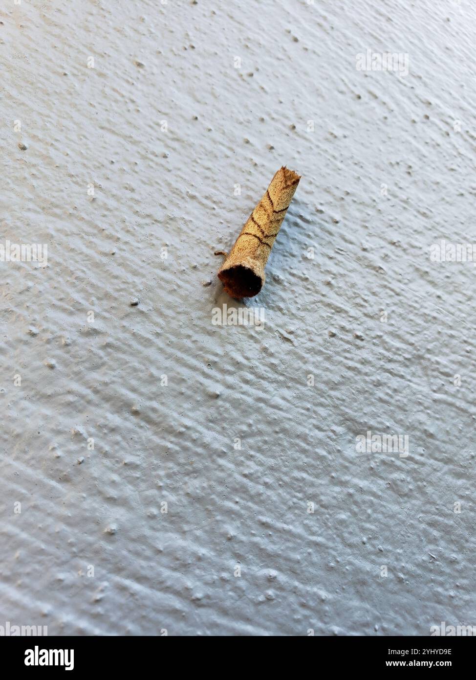 Walnut Caterpillar Moth (Datana integerrima Stock Photo - Alamy