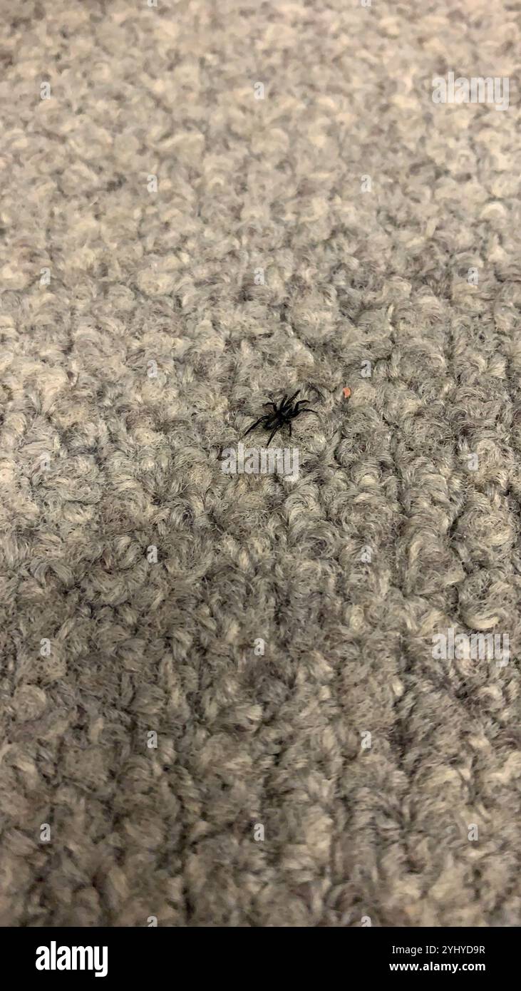 Eastern Parson Spider (Herpyllus ecclesiasticus Stock Photo - Alamy