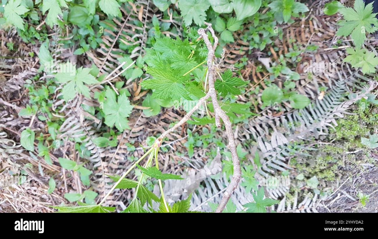 Stink Currant (Ribes bracteosum Stock Photo - Alamy