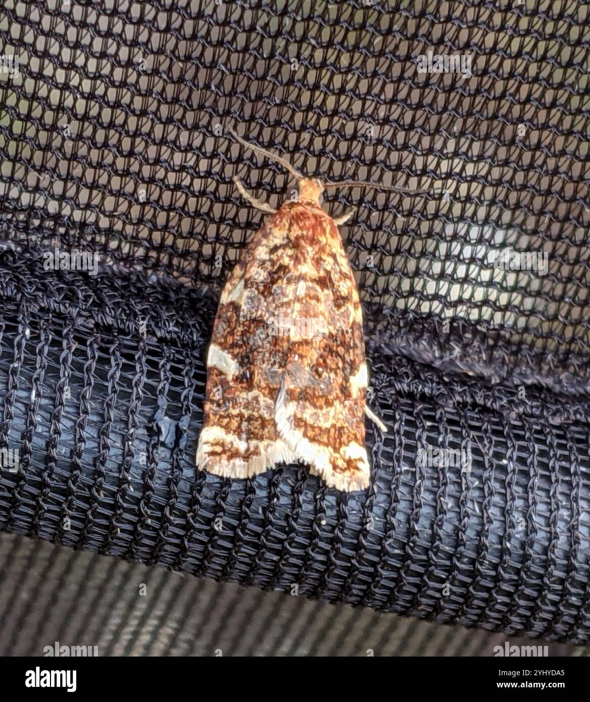 Fruit-tree Leafroller Moth (Archips argyrospila Stock Photo - Alamy