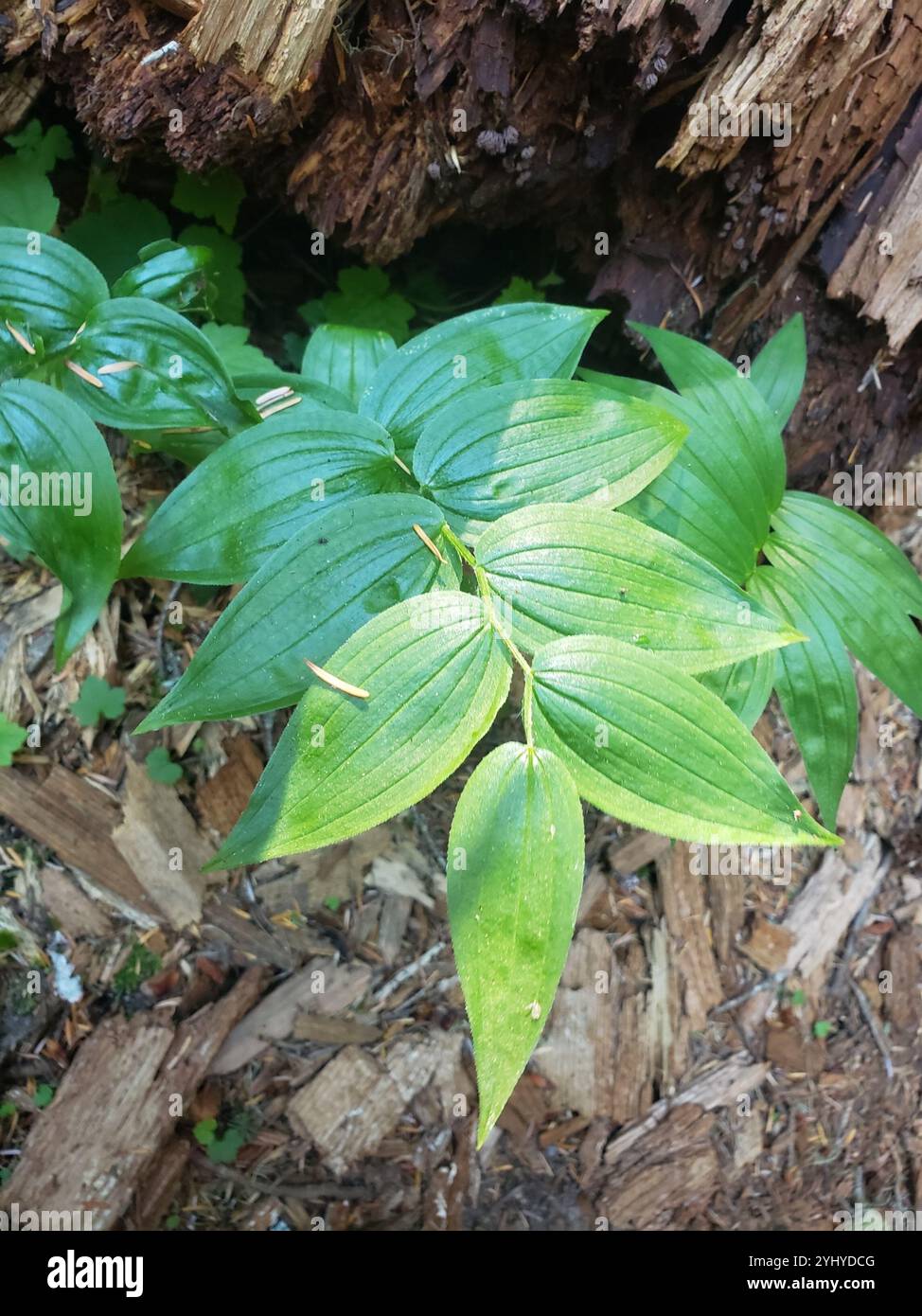 rose twisted-stalk (Streptopus lanceolatus Stock Photo - Alamy