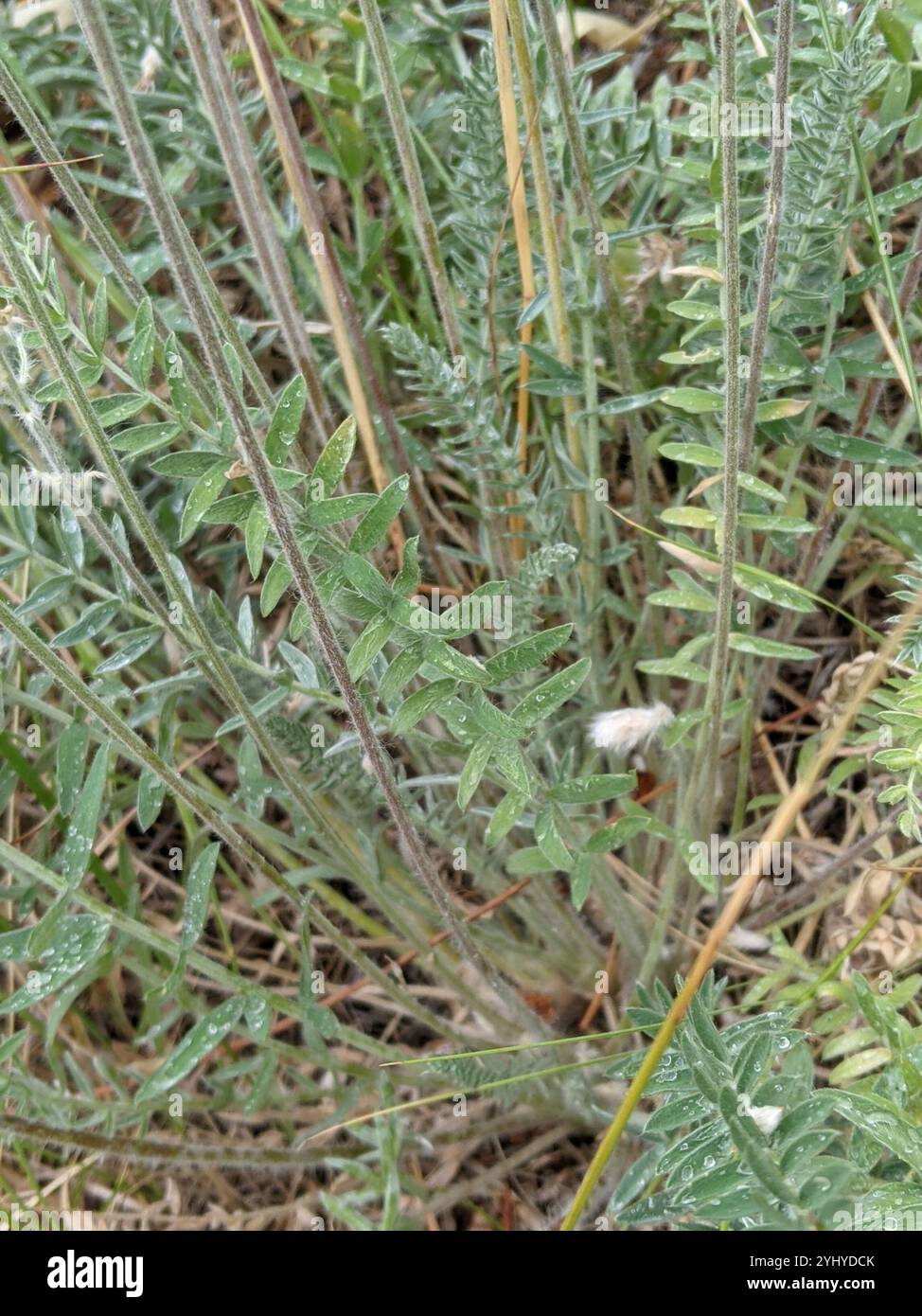 Showy Locoweed (Oxytropis splendens Stock Photo - Alamy