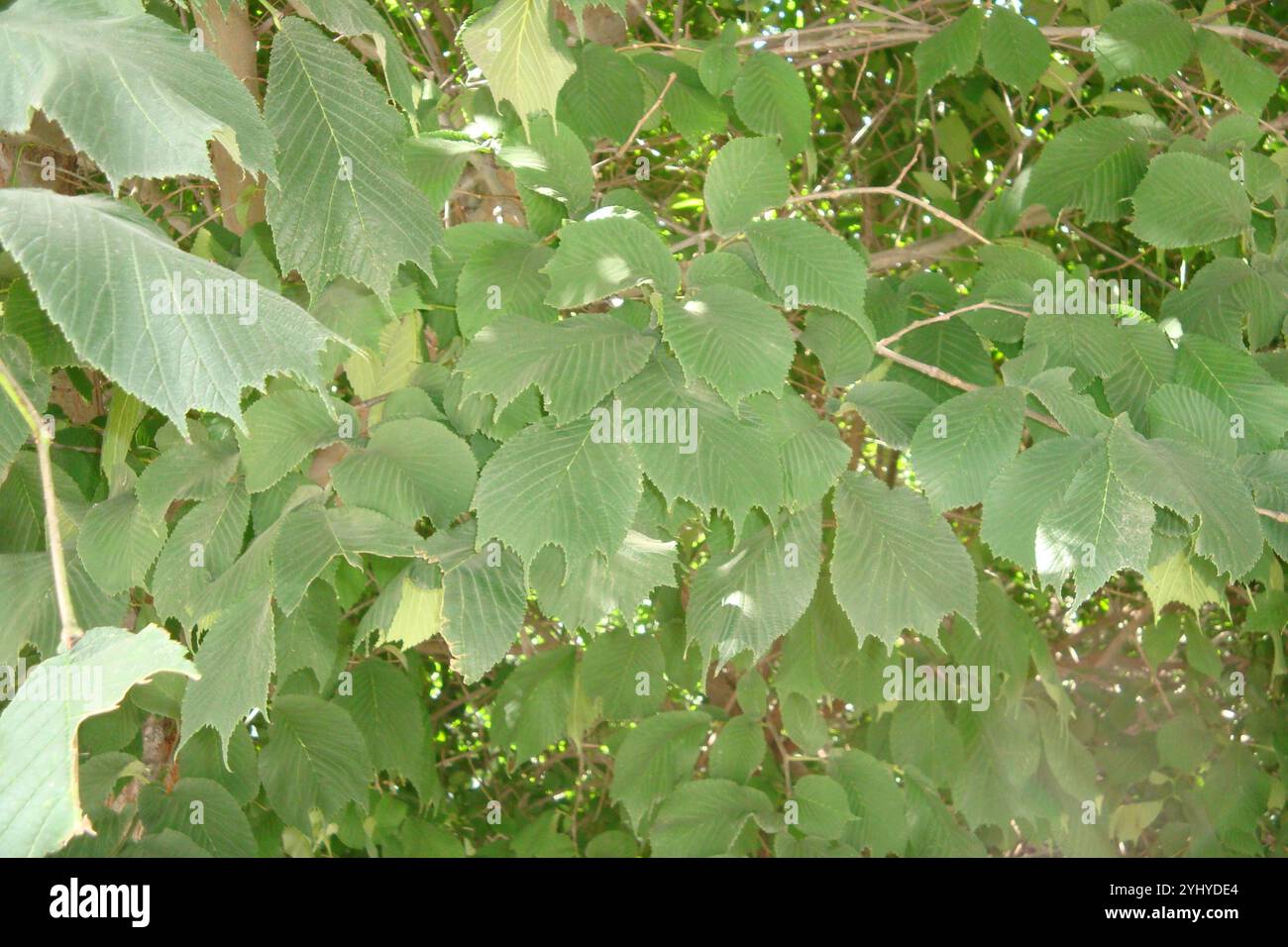 Ulmaceae family hi-res stock photography and images - Alamy