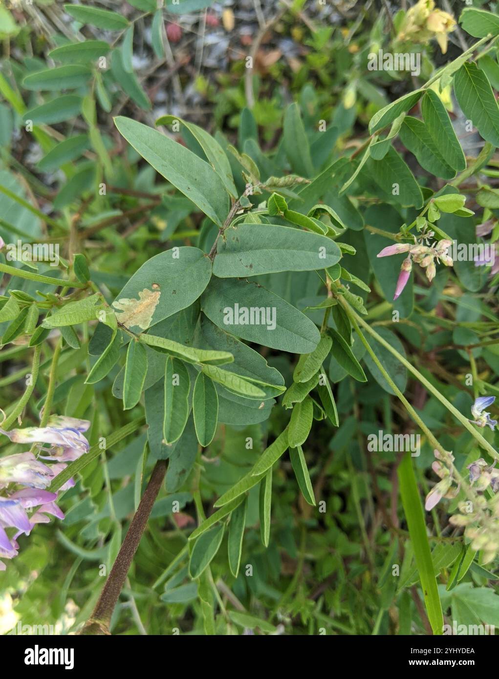 Alpine Sweet-vetch (Hedysarum alpinum Stock Photo - Alamy