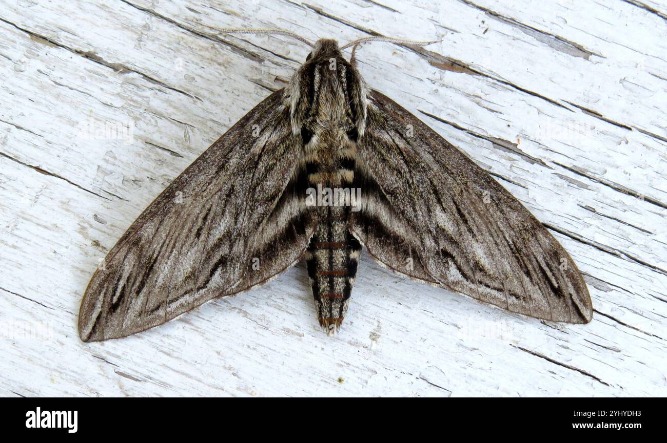 Canadian Sphinx (Sphinx canadensis Stock Photo - Alamy