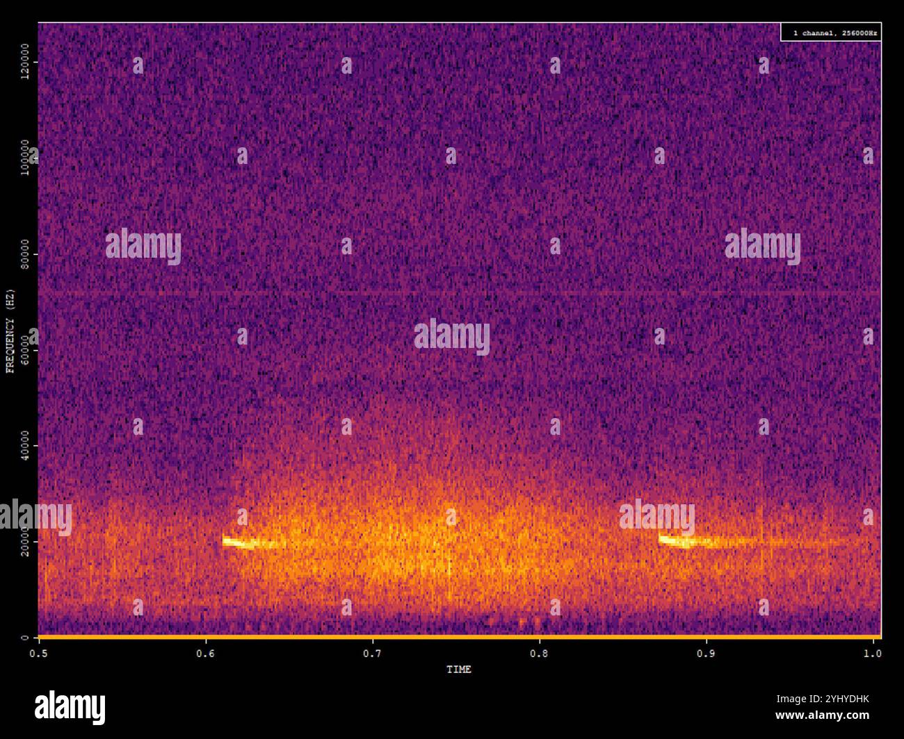 Common Noctule (Nyctalus noctula Stock Photo - Alamy