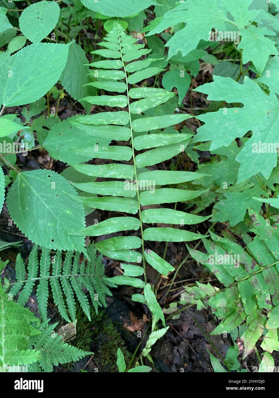 narrow-leaved glade fern (Homalosorus pycnocarpos Stock Photo - Alamy