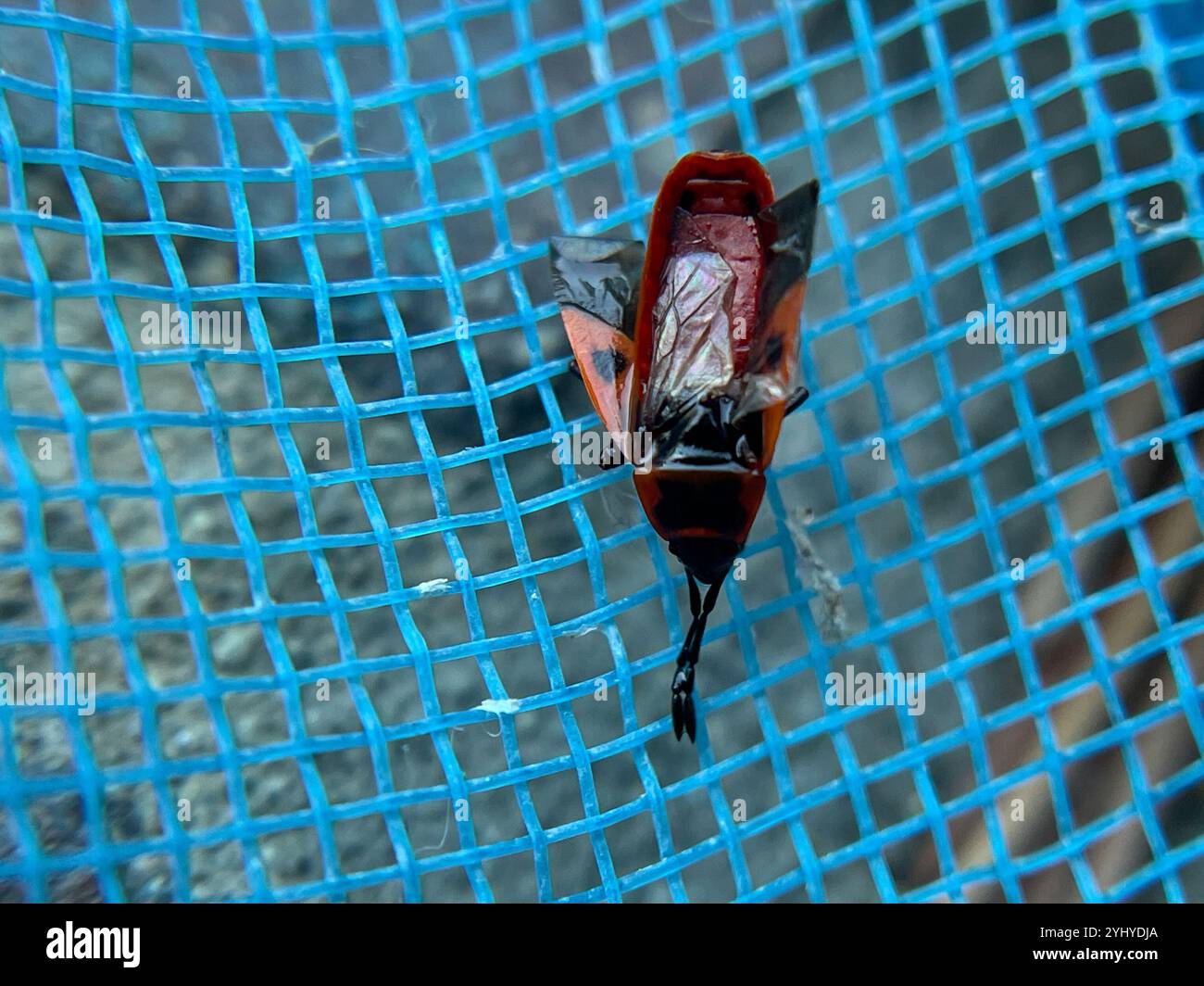 Mediterranean red bug (Scantius aegyptius Stock Photo - Alamy