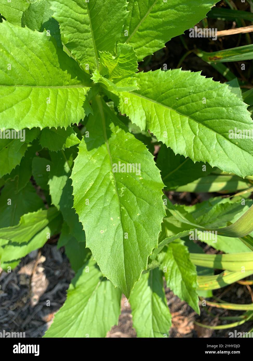 American burnweed (Erechtites hieraciifolius Stock Photo - Alamy