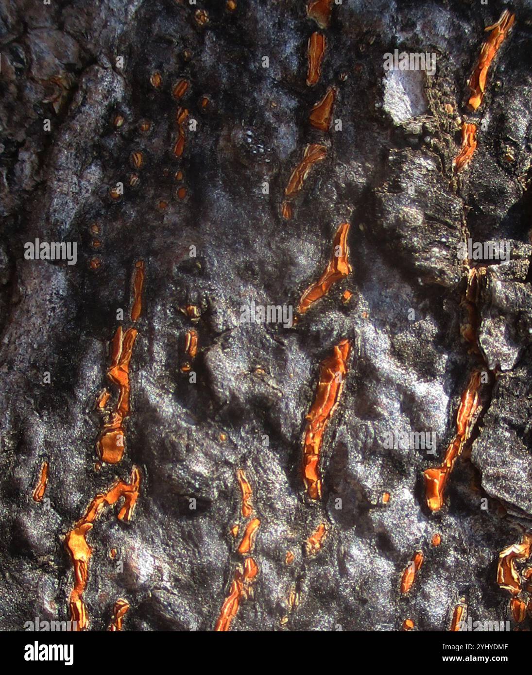 Purplepod clusterleaf (Terminalia prunioides Stock Photo - Alamy