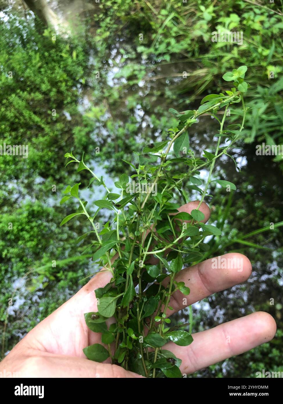 Smallfruit Primrose-Willow (Ludwigia microcarpa Stock Photo - Alamy
