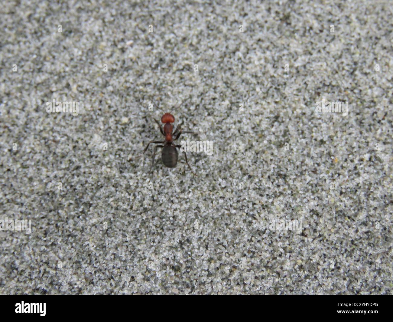 Western Thatching Ant (Formica obscuripes Stock Photo - Alamy