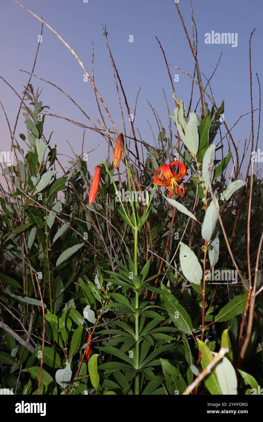 Michigan lily (Lilium michiganense Stock Photo - Alamy