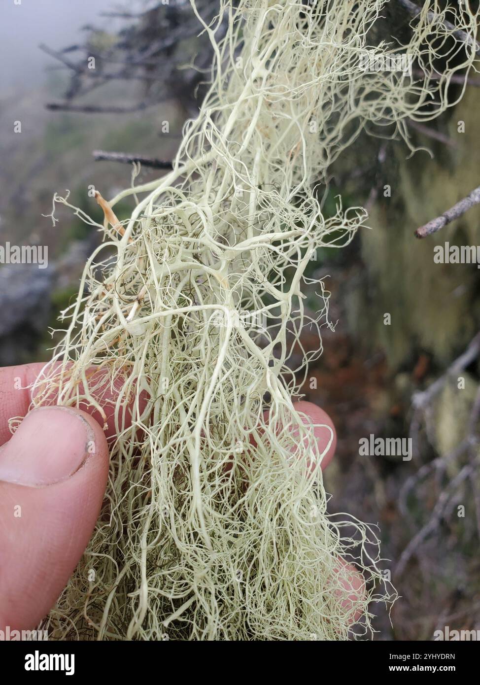 Witch's Hair (Alectoria sarmentosa Stock Photo - Alamy