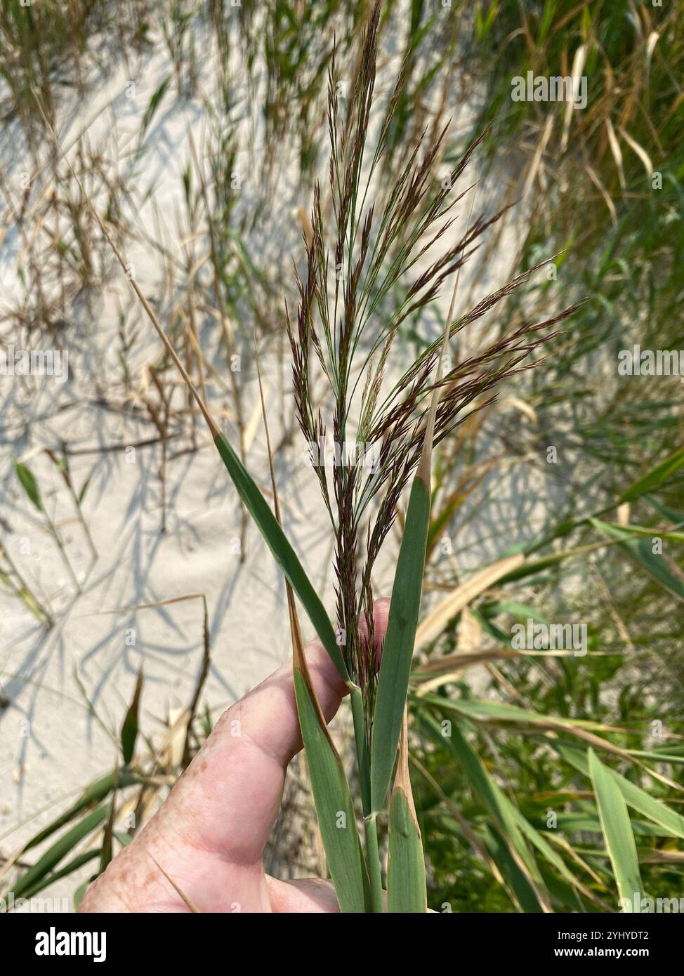 European reed (Phragmites australis australis Stock Photo - Alamy