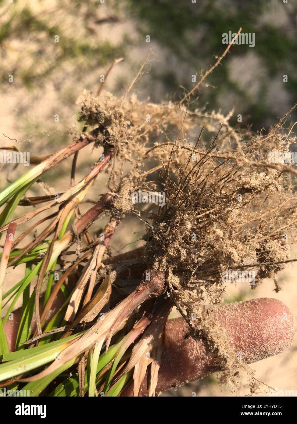 Pinebarren Flatsedge (Cyperus retrorsus Stock Photo - Alamy