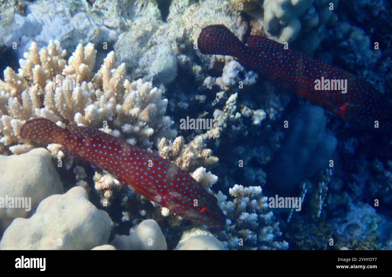Coral Grouper (Cephalopholis miniata Stock Photo - Alamy