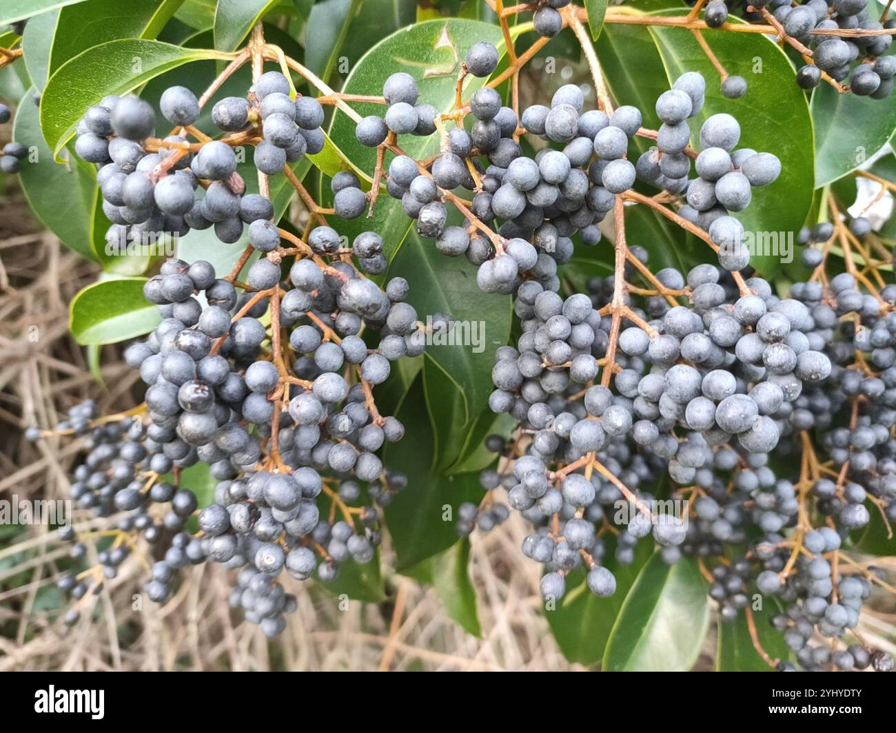tree privet (Ligustrum lucidum Stock Photo - Alamy