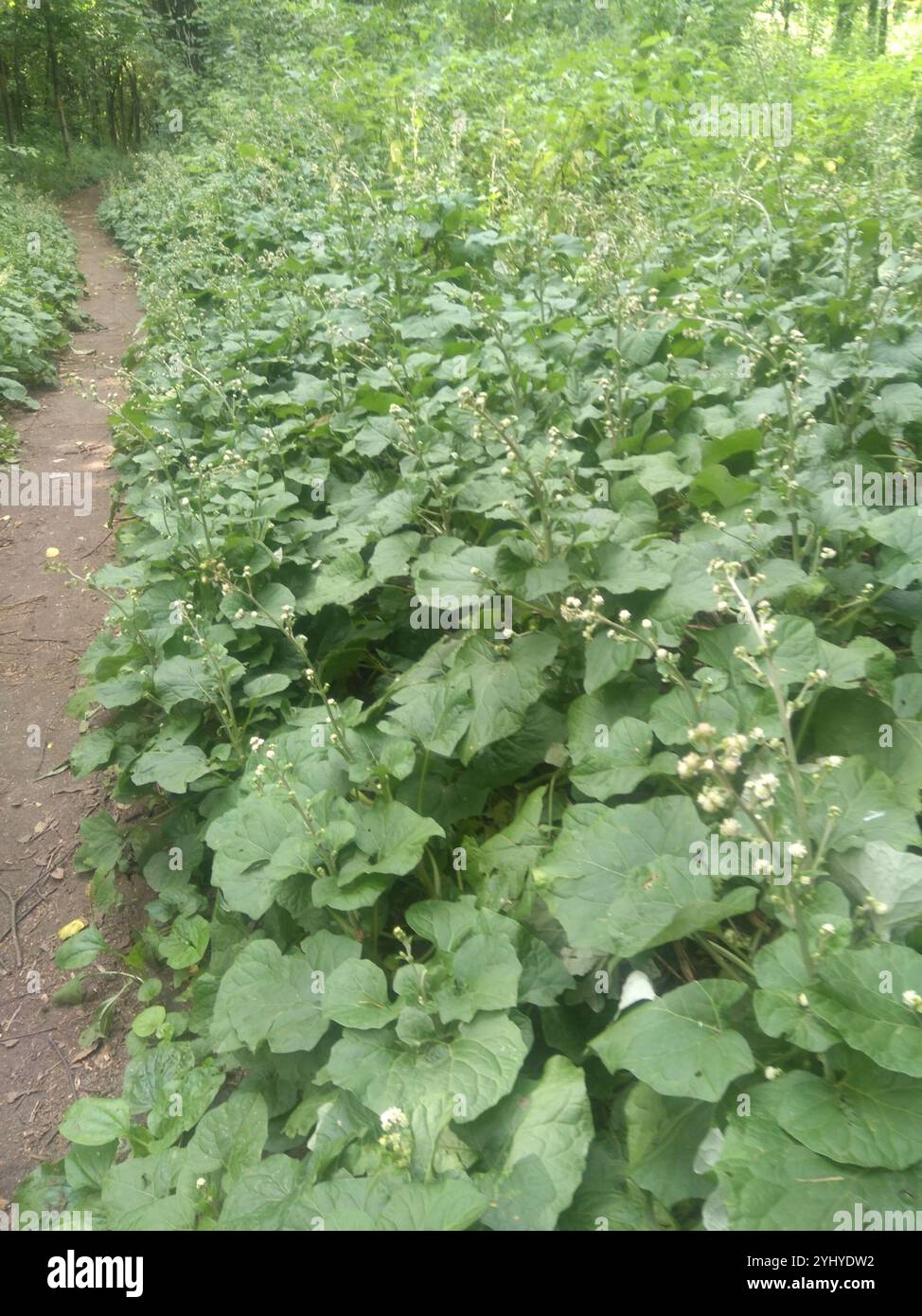Himalaicum hi-res stock photography and images - Alamy