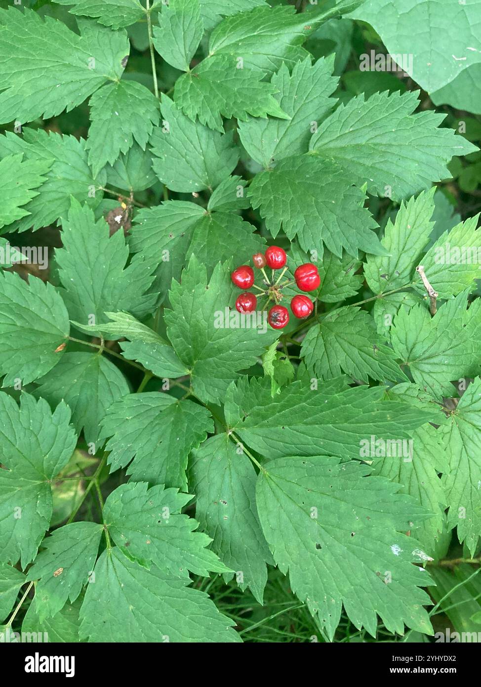 red baneberry (Actaea rubra Stock Photo - Alamy