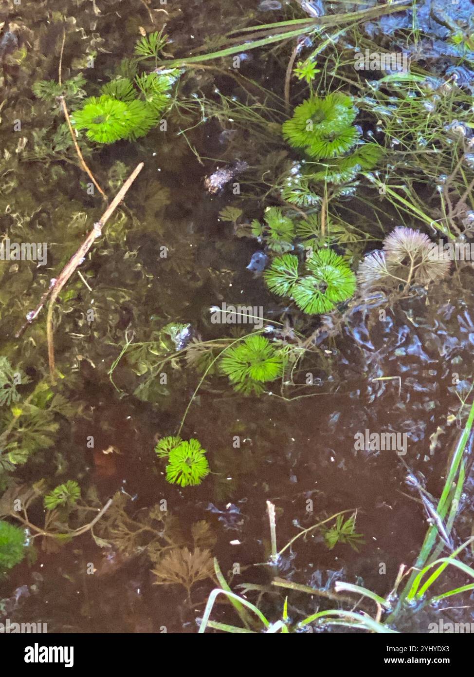 Carolina Fanwort (Cabomba caroliniana Stock Photo - Alamy