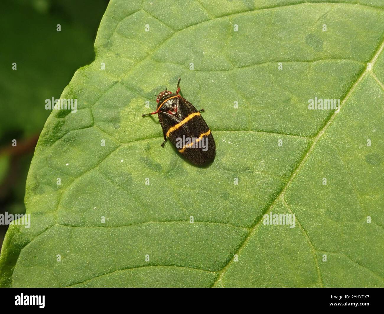 Two-lined Spittlebug (Prosapia bicincta Stock Photo - Alamy