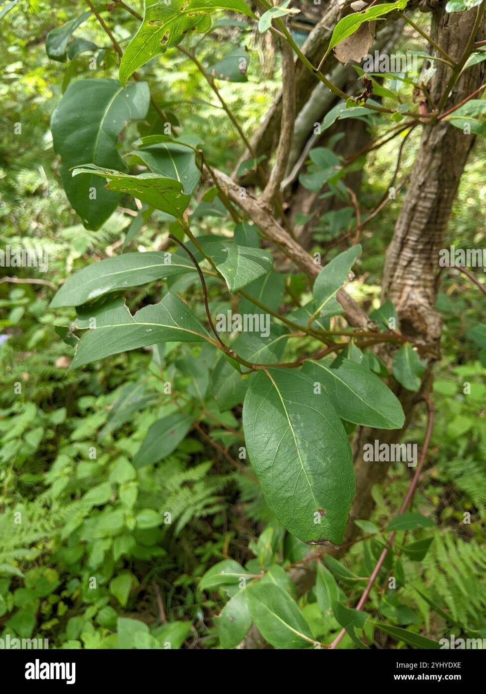 swamp box (Lophostemon suaveolens Stock Photo - Alamy