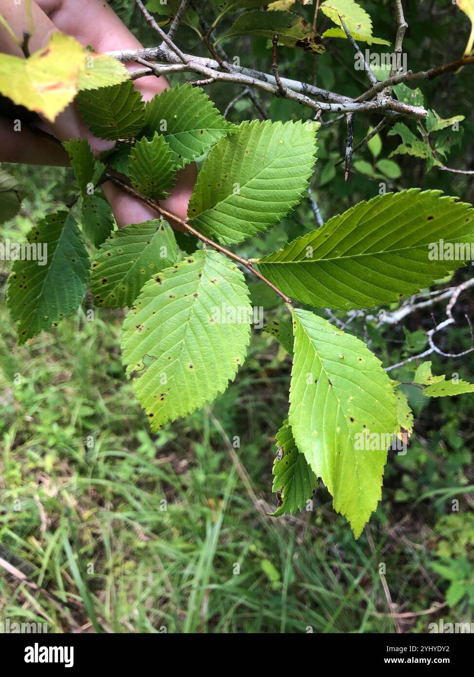 slippery elm (Ulmus rubra Stock Photo - Alamy