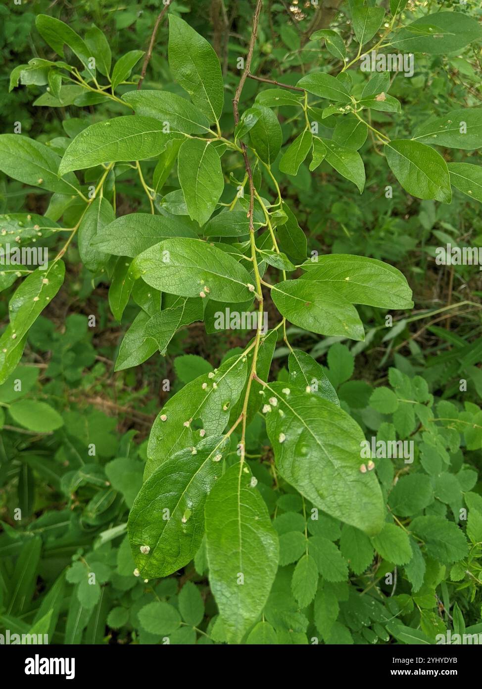 Willow Bead Gall Mite (Aculus tetanothrix Stock Photo - Alamy