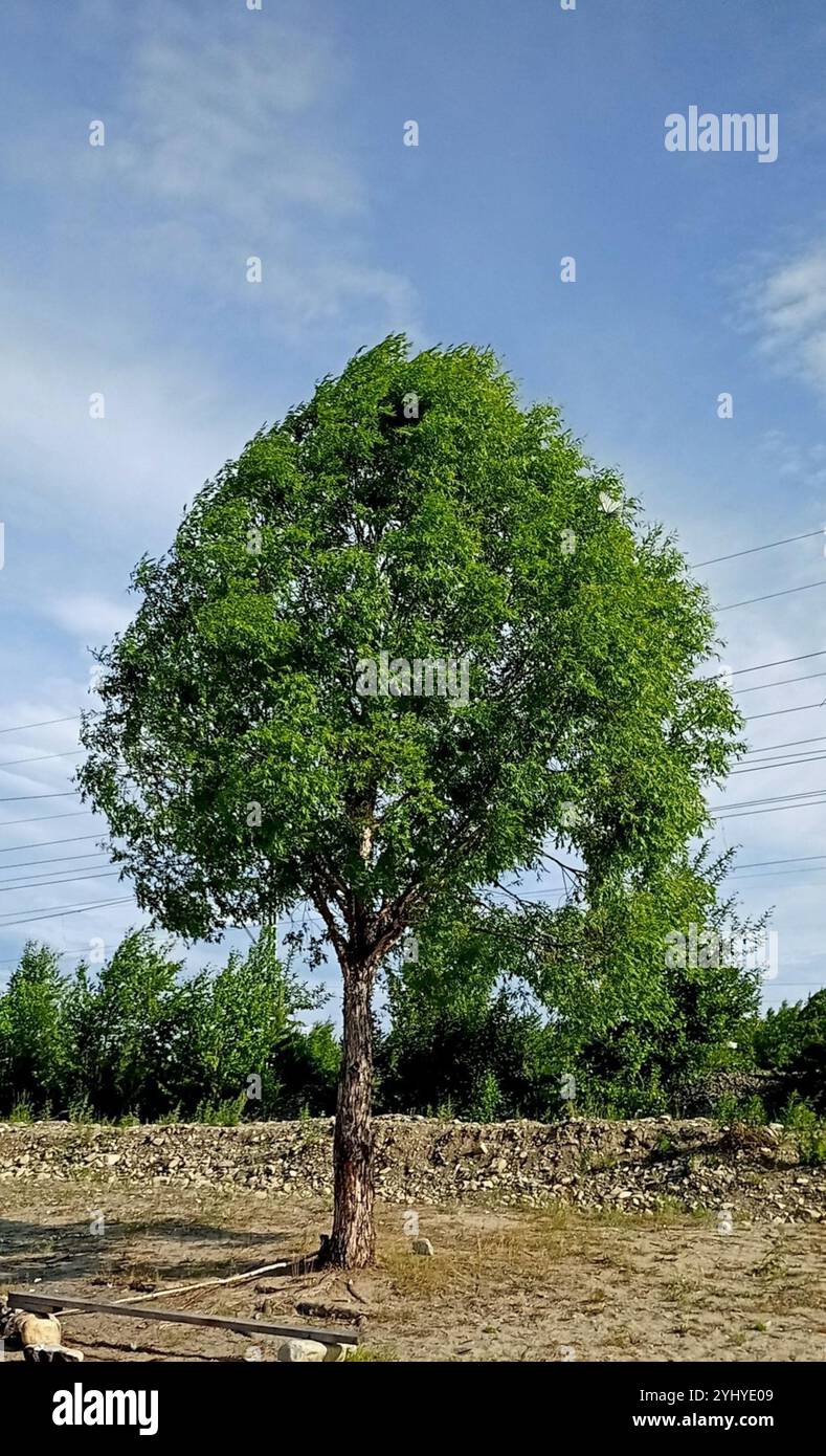 Korean willow (Salix arbutifolia Stock Photo - Alamy