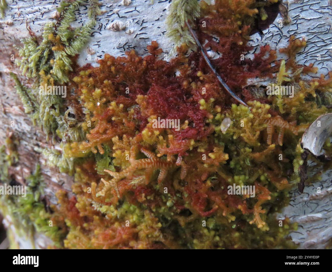 Leafy liverworts hi-res stock photography and images - Alamy