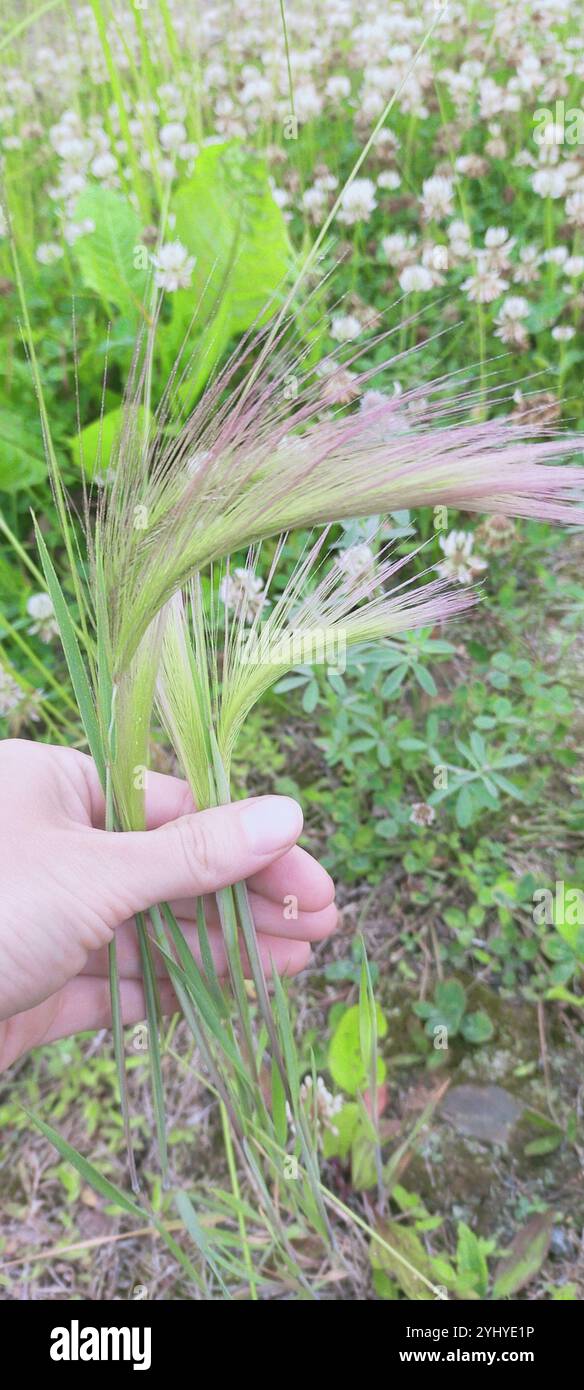 Foxtail Barley (Hordeum jubatum Stock Photo - Alamy