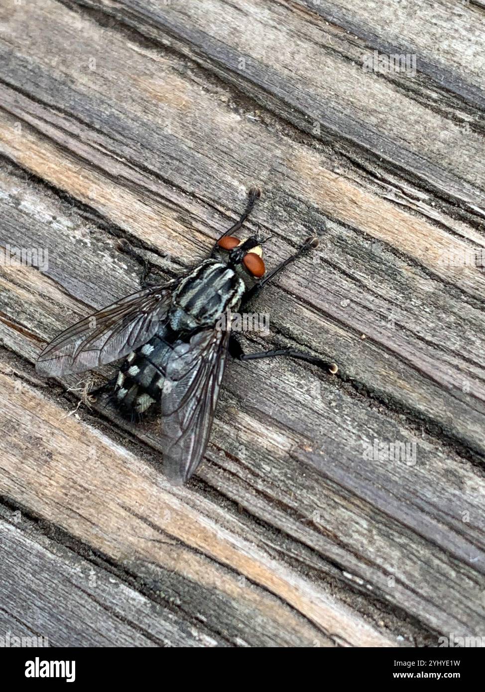 Common Flesh Flies (Sarcophaga Stock Photo - Alamy