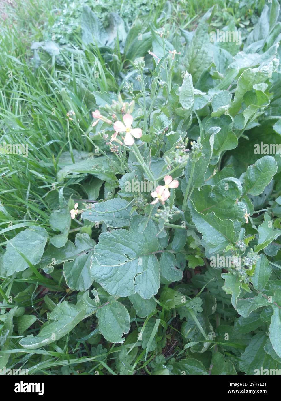 Wild radish (Raphanus raphanistrum Stock Photo - Alamy