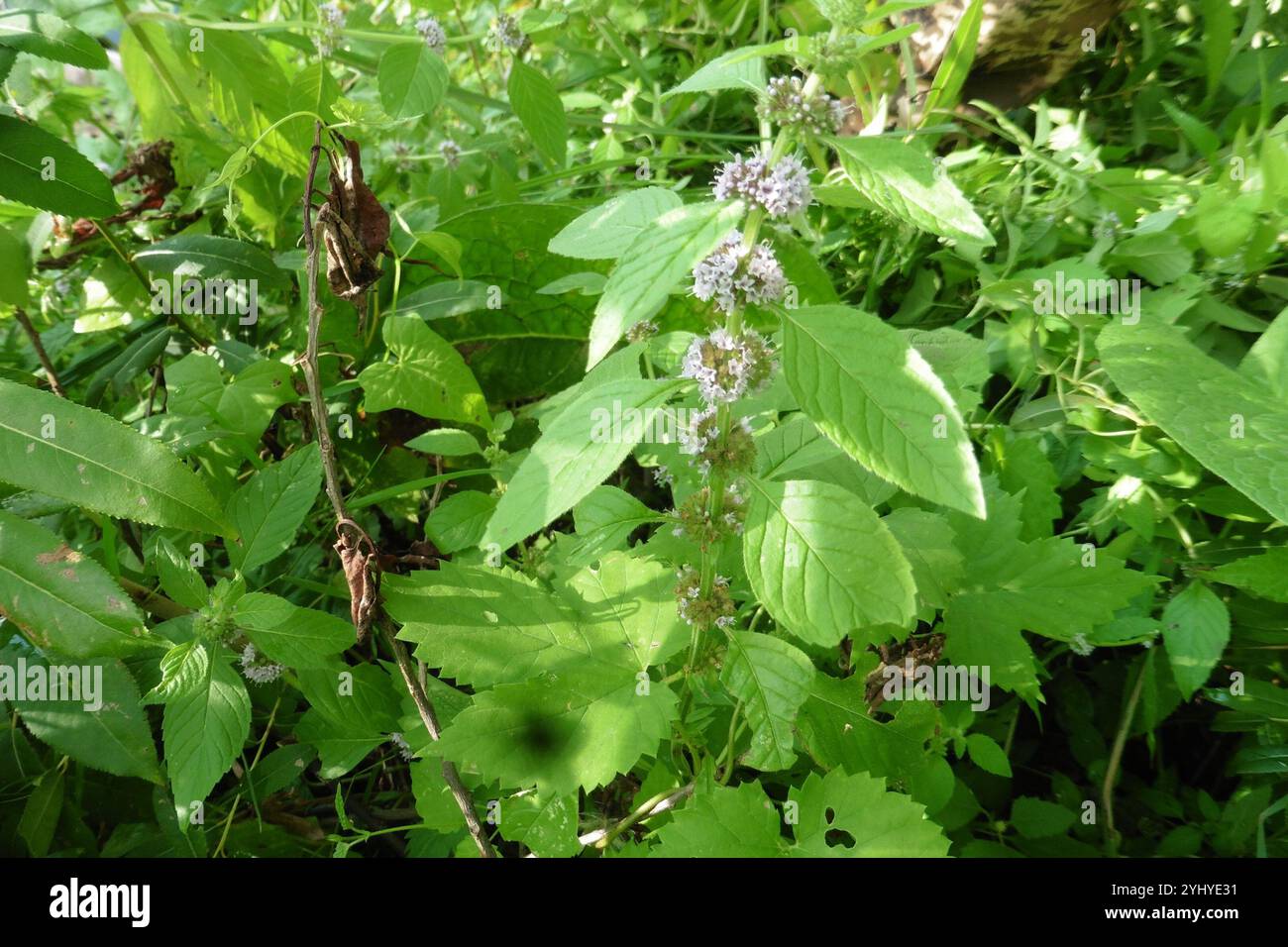 corn mint (Mentha arvensis Stock Photo - Alamy