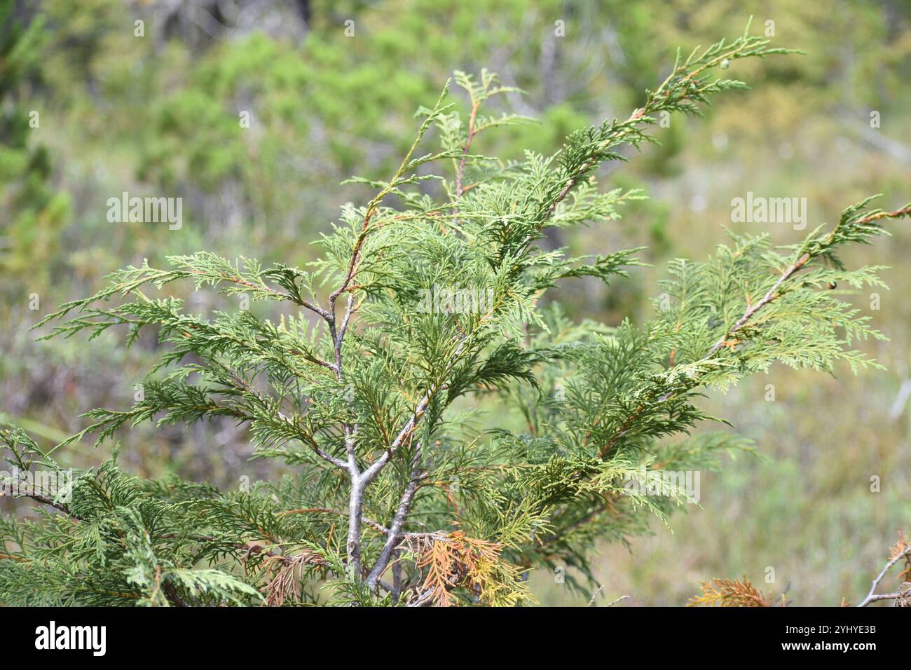 Alaska yellow cedar (Callitropsis nootkatensis Stock Photo - Alamy
