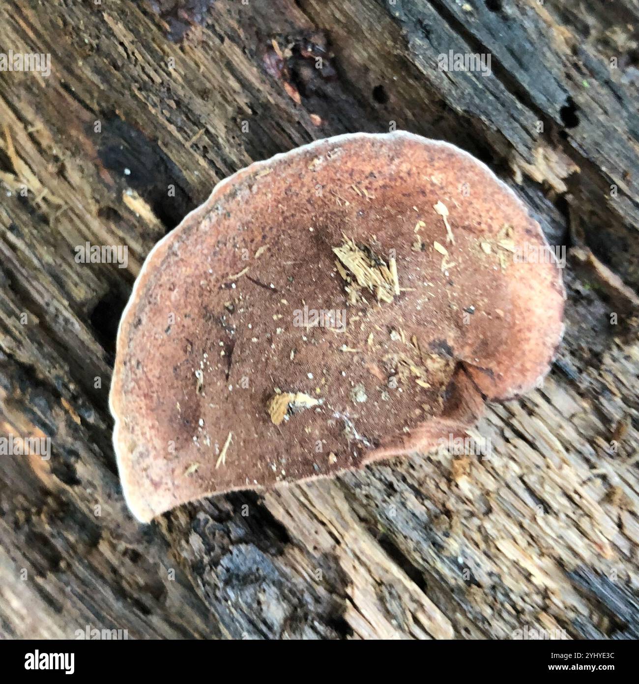 Nigroporus hi-res stock photography and images - Alamy