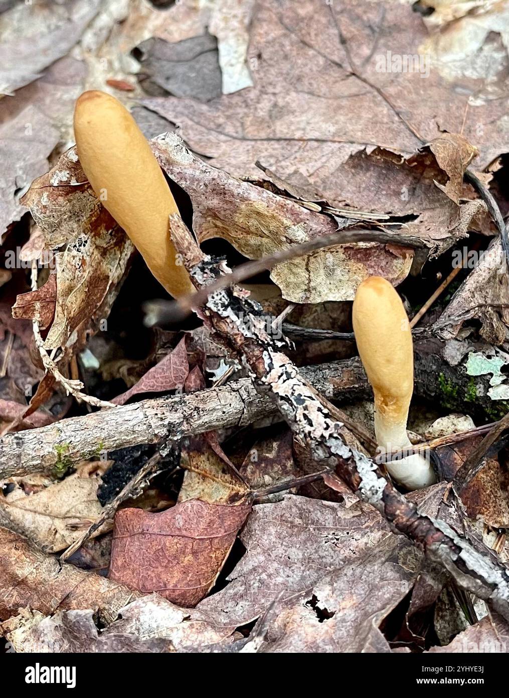 Microglossum hi-res stock photography and images - Alamy