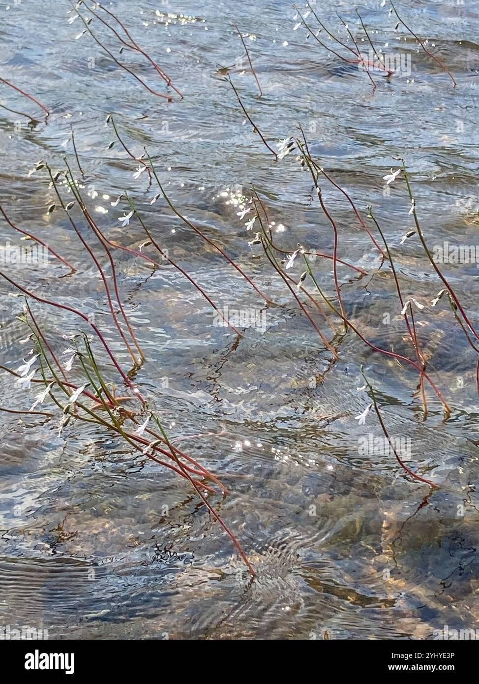 Water Lobelia (Lobelia dortmanna Stock Photo - Alamy