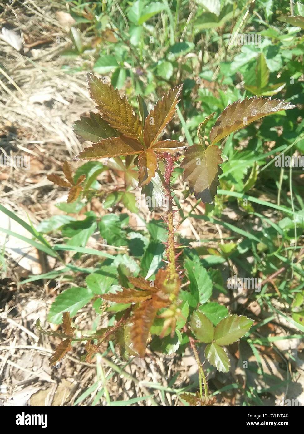 southern dewberry (Rubus trivialis Stock Photo - Alamy