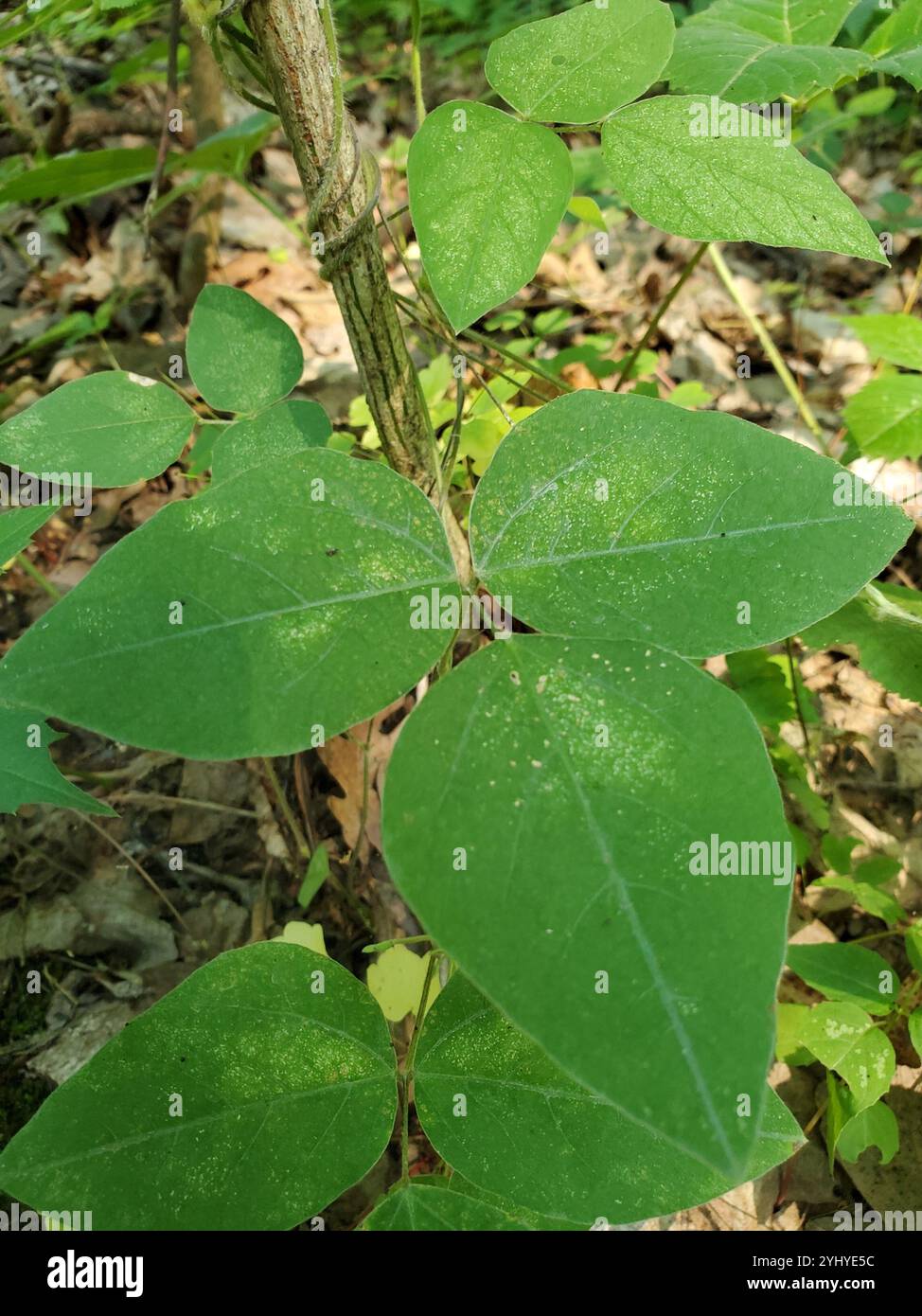 American hog-peanut (Amphicarpaea bracteata Stock Photo - Alamy