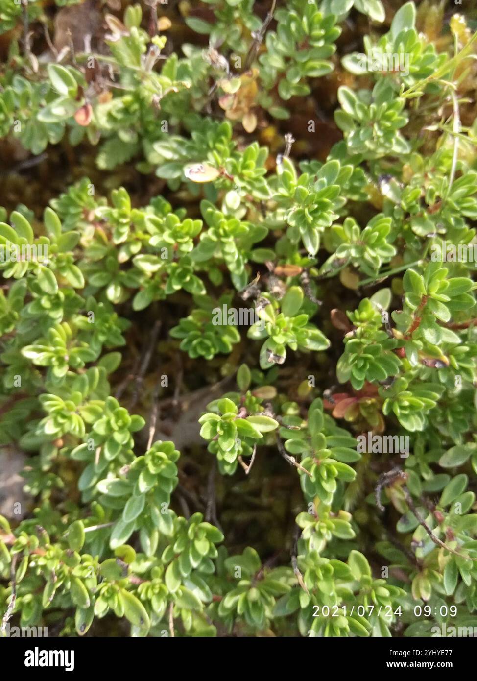 Wall germander (Teucrium chamaedrys Stock Photo - Alamy